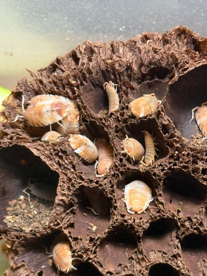 Orange Koi (Porcellio Scaber) (Price Per Pod) Isopod by Raymond’s Reptiles