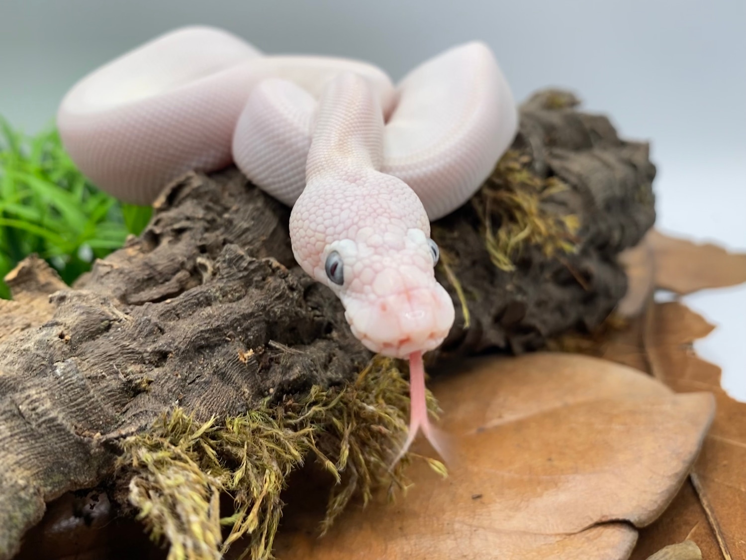 Mojave Lesser BEL - 350.00 Ball Python by Bashe Exotics - MorphMarket