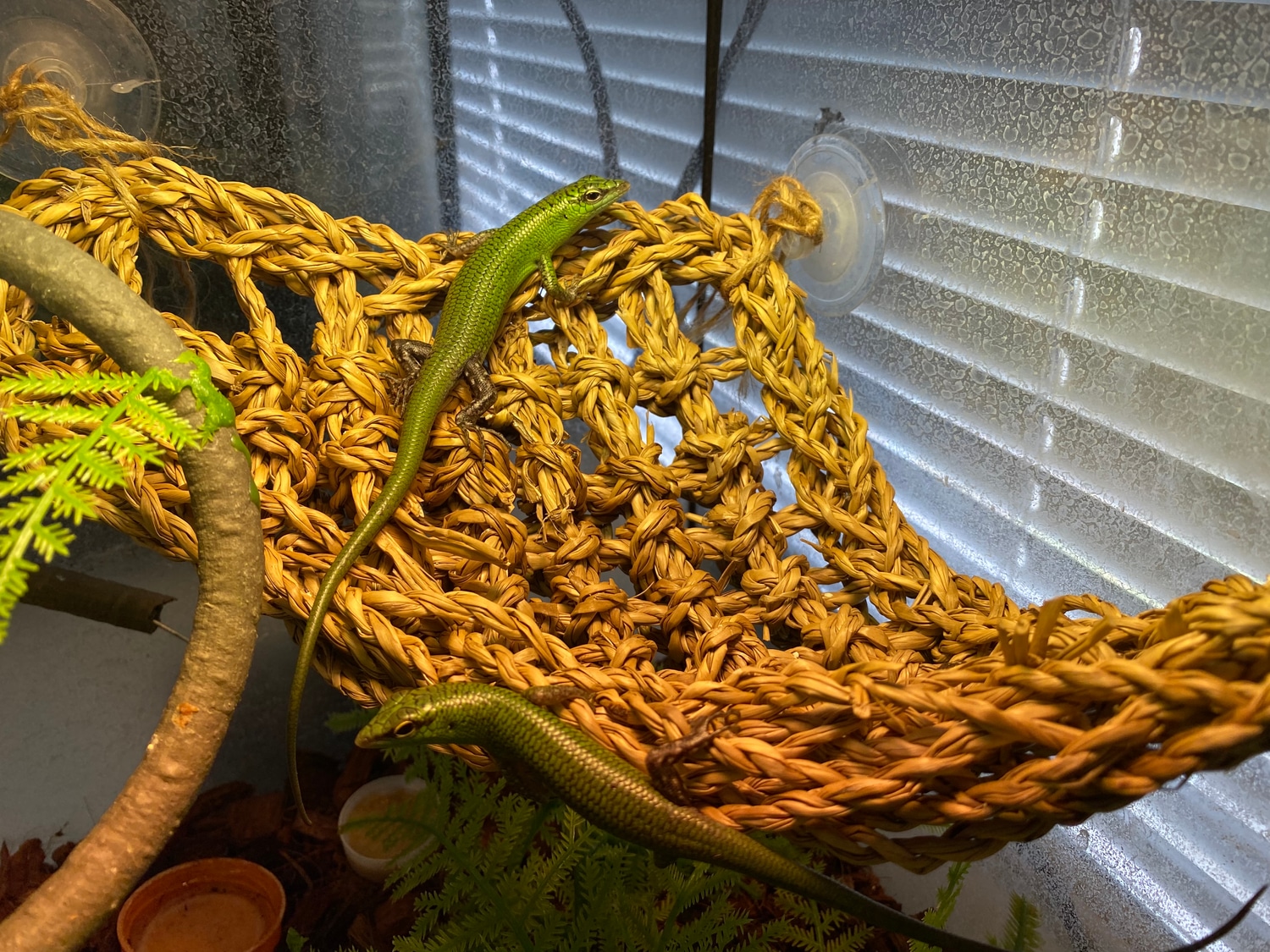 Pair Of Emerald Tree Skinks For Sale 450.00 Or 250.00 Each Other Skink ...