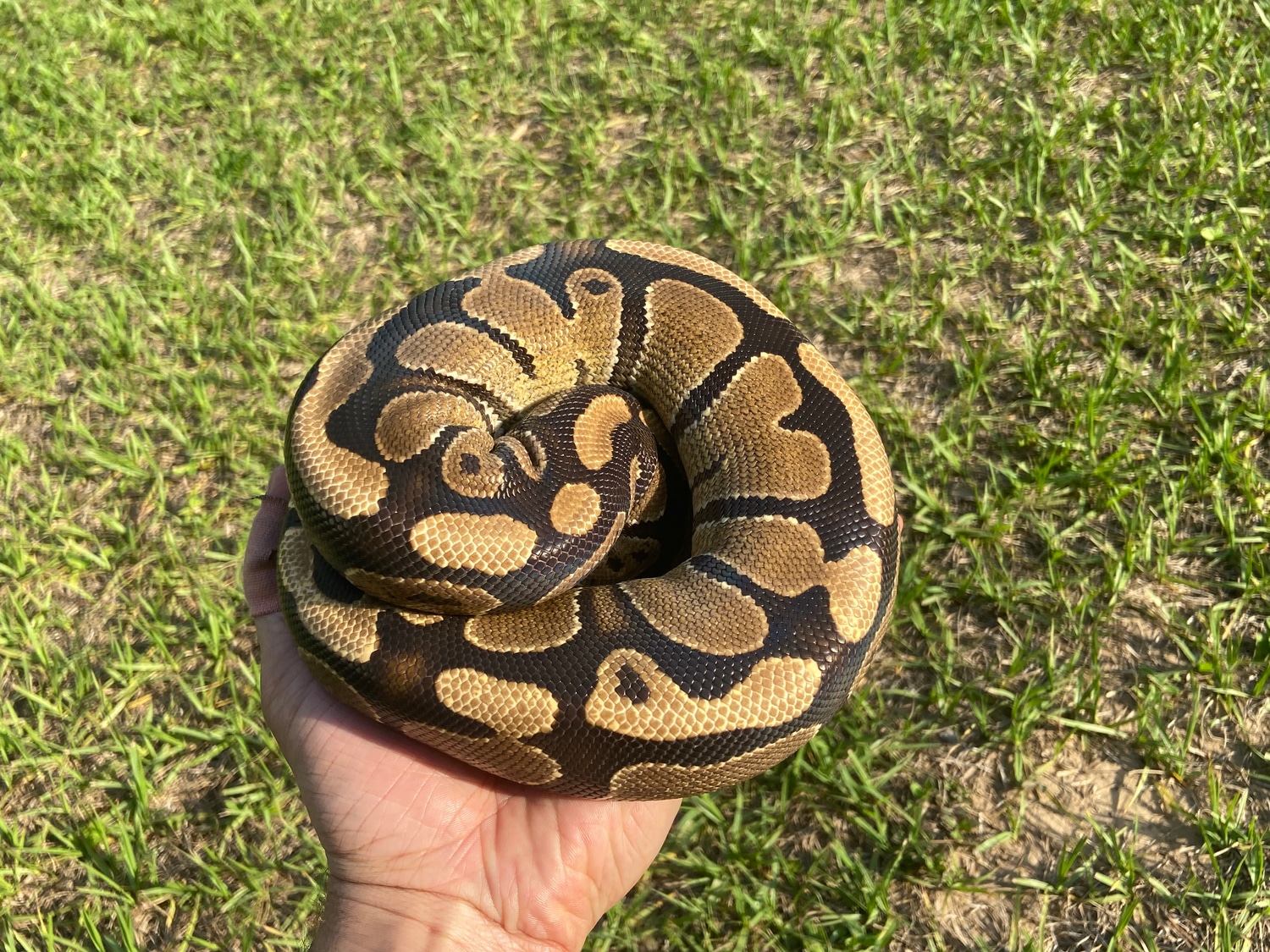 Fire/Vanilla Het Clown Ball Python by Mvskoke Exotics - MorphMarket