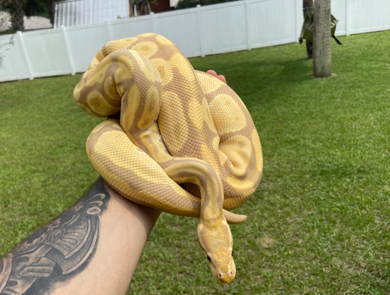 Candino Ball Python by Mvskoke Exotics