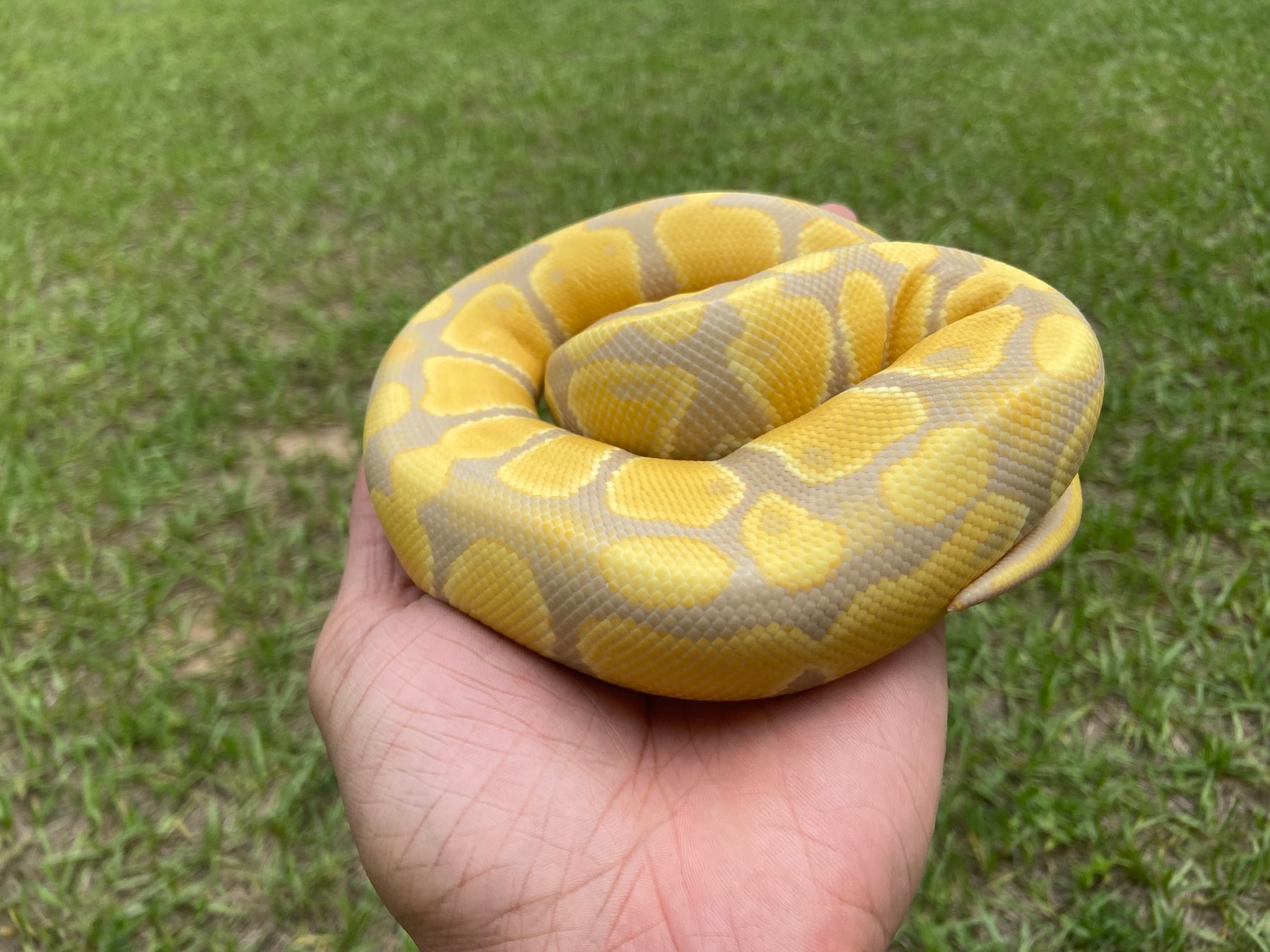 Candino Ball Python by Mvskoke Exotics - MorphMarket
