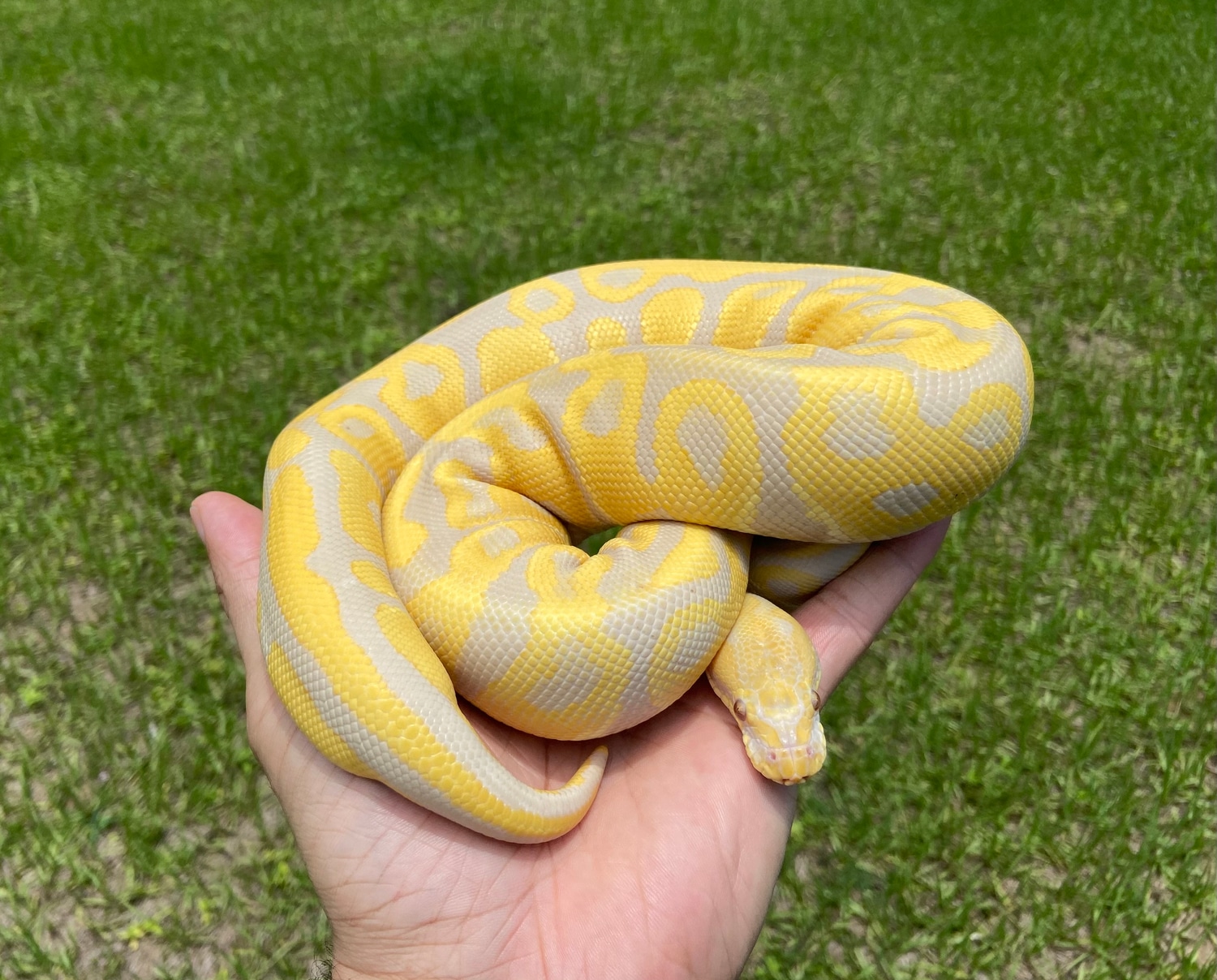 Leopard Candino Ball Python by Mvskoke Exotics - MorphMarket