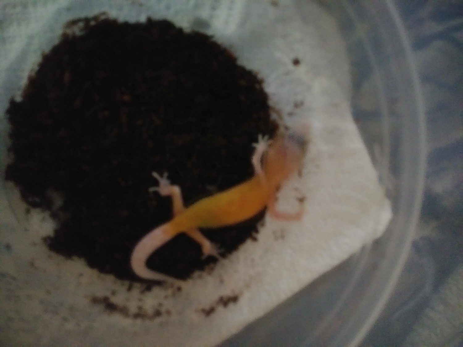 Mack Snow Snake Eye Leopard Gecko by EP reptile room - MorphMarket