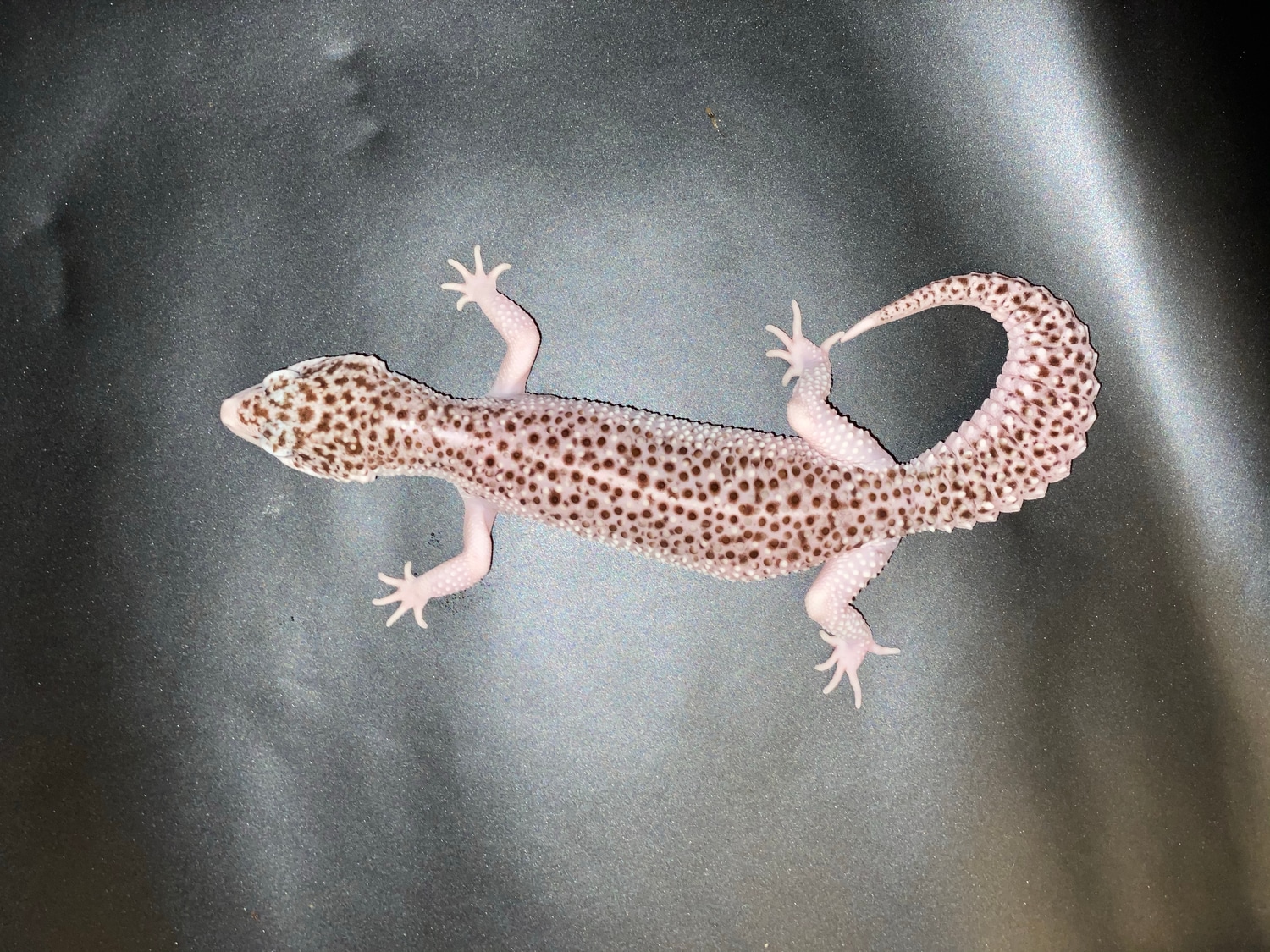 2017 Galaxy Leopard Gecko by Eric's Geckos - MorphMarket