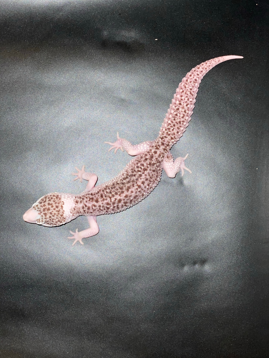 2017 Pied Galaxy Leopard Gecko by Eric's Geckos - MorphMarket