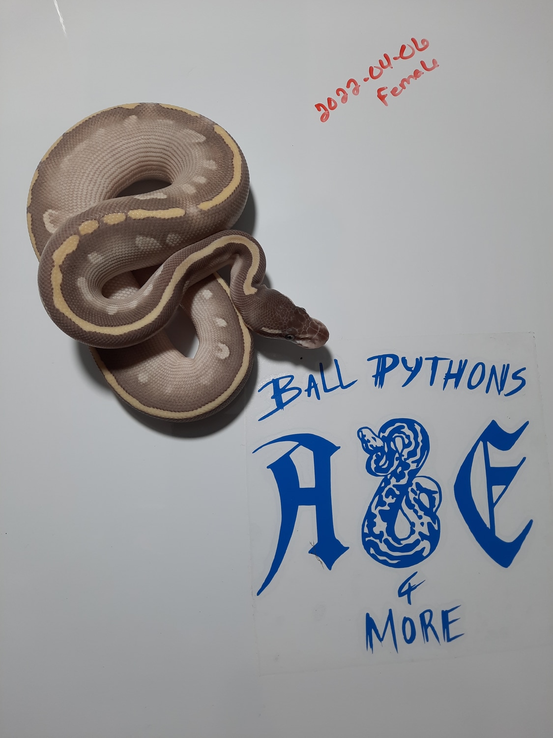 Purple Passion Ball Python by A&E Ball Pythons and More - MorphMarket