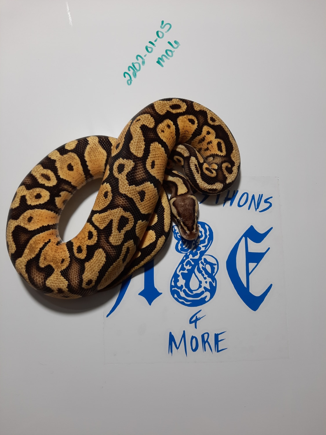 Pastel Yellowbelly Ball Python by A&E Ball Pythons and More - MorphMarket