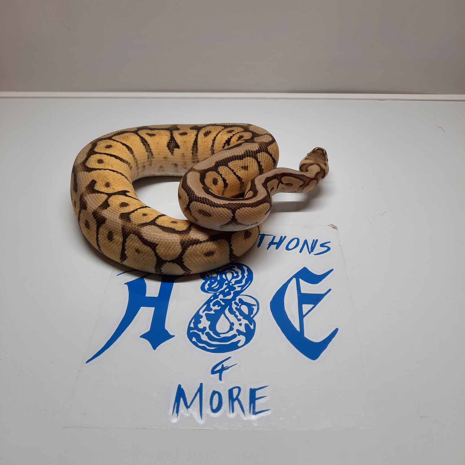 Pastel Mojave Spider Ball Python by A&E Ball Pythons and More - MorphMarket