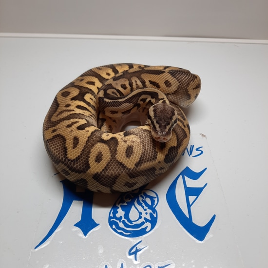 Super Pastel Leopard Ball Python by A&E Ball Pythons and More