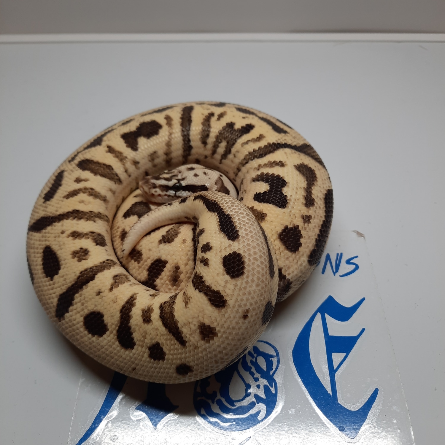 Firefly Leopard Spotnose Ball Python by A&E Ball Pythons and More ...