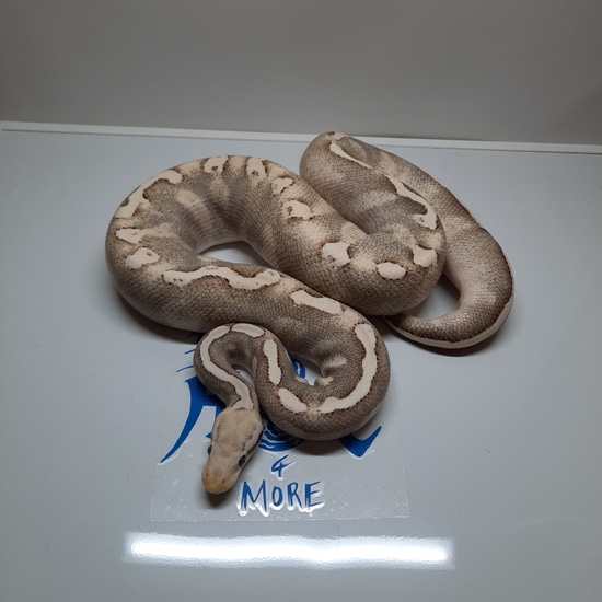 Firefly GHI Mojave Ball Python by A&E Ball Pythons and More