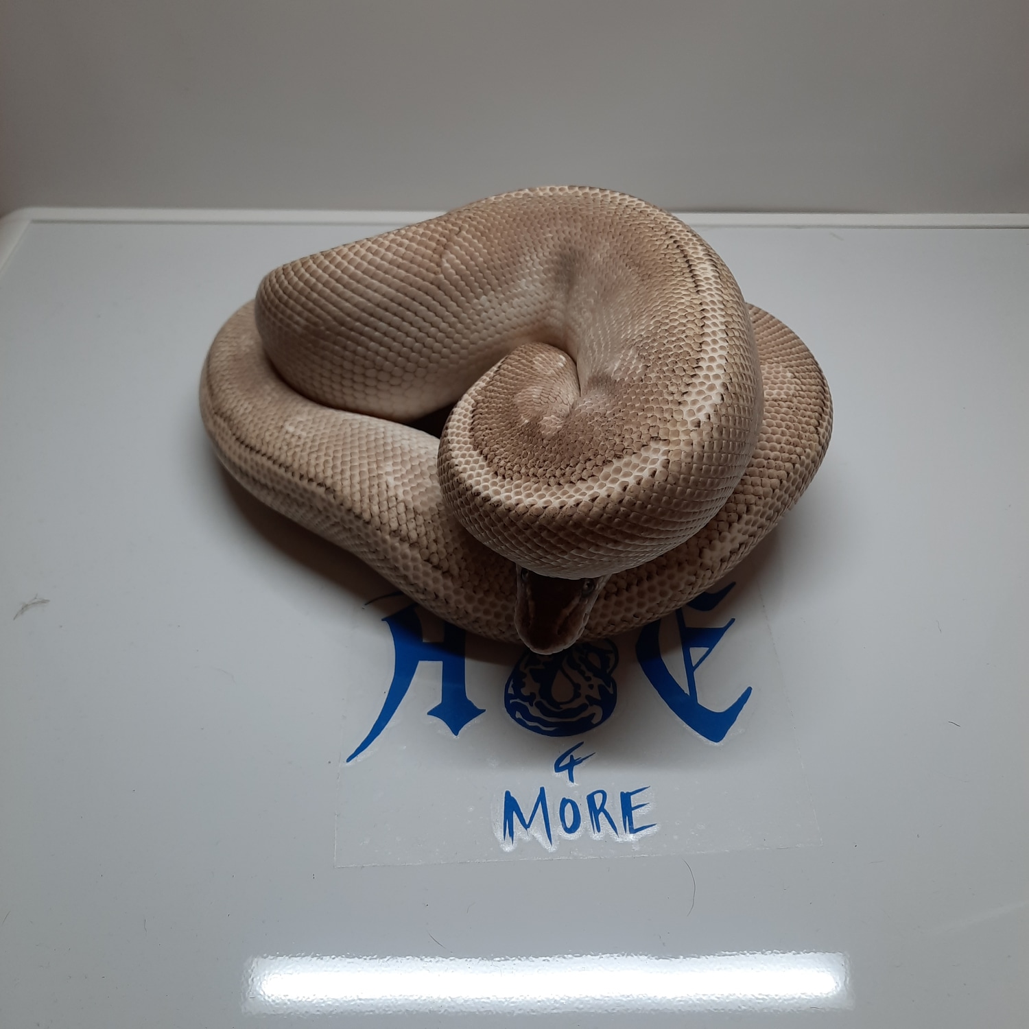 Purple Passion Ball Python by A&E Ball Pythons and More - MorphMarket