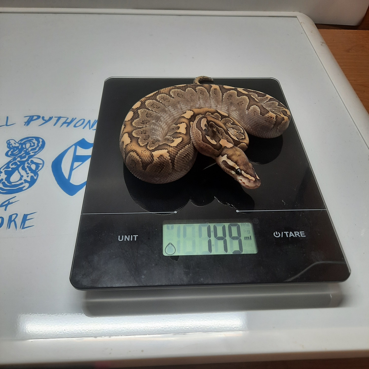 Bamboo Ball Python by A&E Ball Pythons and More - MorphMarket