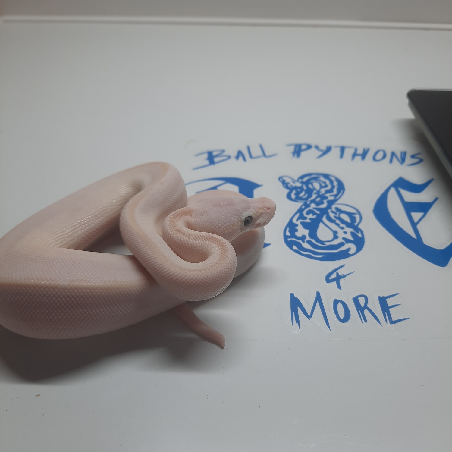 Lesser Mojave Phantom Ball Python by A&E Ball Pythons and More ...