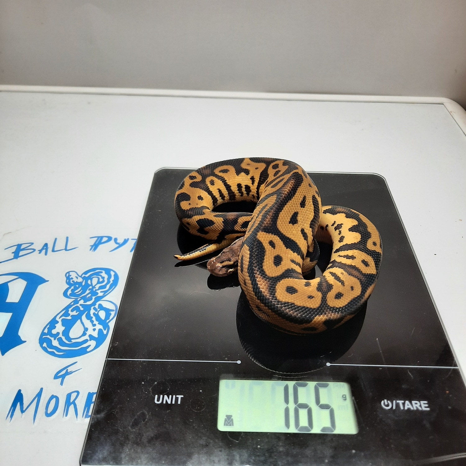 Vanilla Or Pastel Leopard Het Hypo 50% Het DG Ball Python by A&E Ball ...