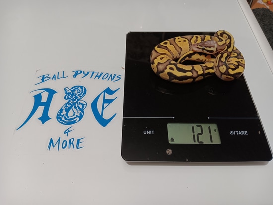 Firefly Het Hypo Ball Python by A&E Ball Pythons and More