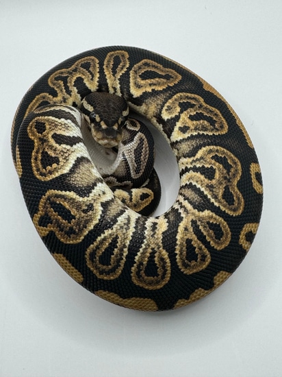 Blackhead Pastel Het Pied Ball Python by Garden of Eden Exotics