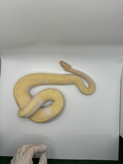 Super Orange Dream Yellow Belly Leopard Banana Pied Ball Python by ...