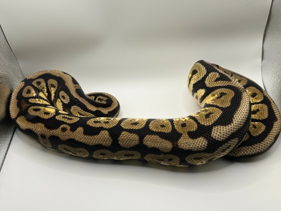 Pastel AHI Ball Python by Garden of Eden Exotics