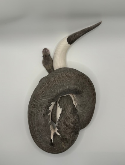 Urban Camo Ball Python by Garden of Eden Exotics