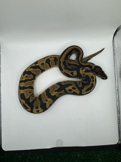 Acid Het Pied Ball Python by Garden of Eden Exotics