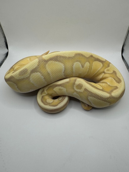 Orange Dream Fire Yellowbelly Enchi Banana Het Clown Het Pied Ball ...