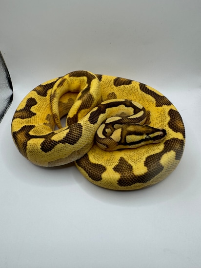 Fire Leopard Orange Dream Yellowbelly Het Clown Het Pied Ball Python by ...