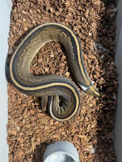 Black Pastel Yellow Belly Mahogany Het Pied Ball Python by Garden of ...