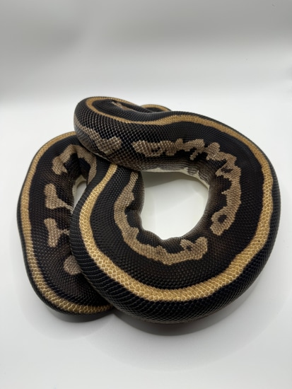 Black Head Leopard Ball Python by Garden of Eden Exotics