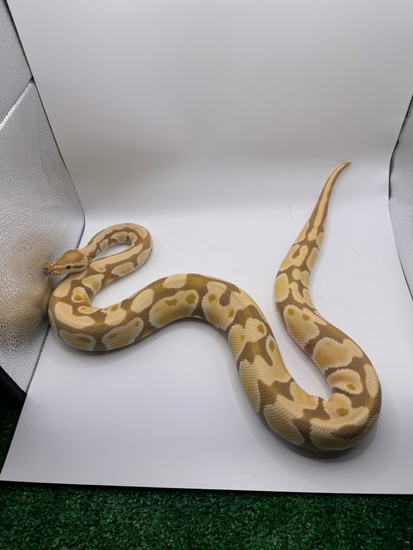Candy Ball Python by Garden of Eden Exotics