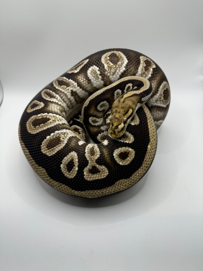 Spotnose Cypress Het Clown Ball Python by Garden of Eden Exotics