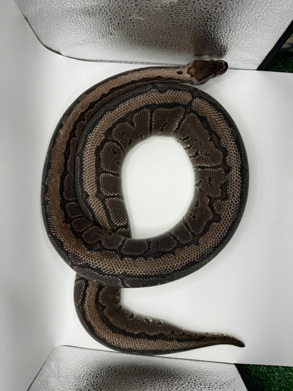 Axanthic Pinstripe Ball Python by Garden of Eden Exotics