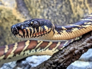 Boelens Python Pair Boelen's Python by Garden of Eden Exotics