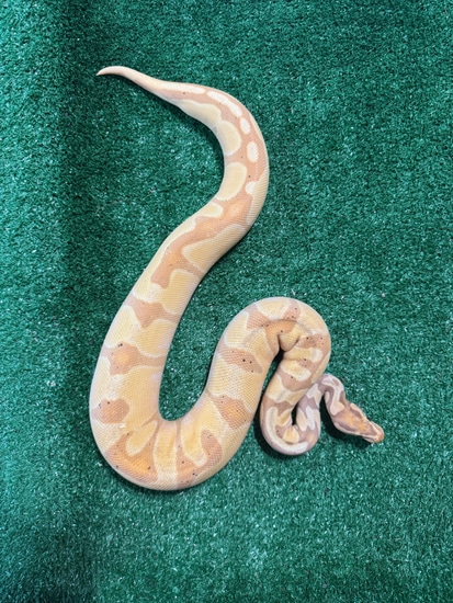 Super Orange Dream Banana Enchi Yellow Belly Het Piebald Ball Python by ...