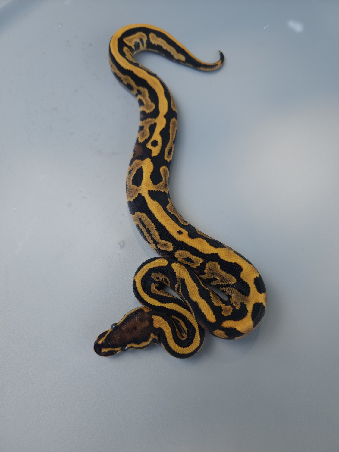 Fire Leopard Het Pied Ball Python by Camel City Reptiles - MorphMarket