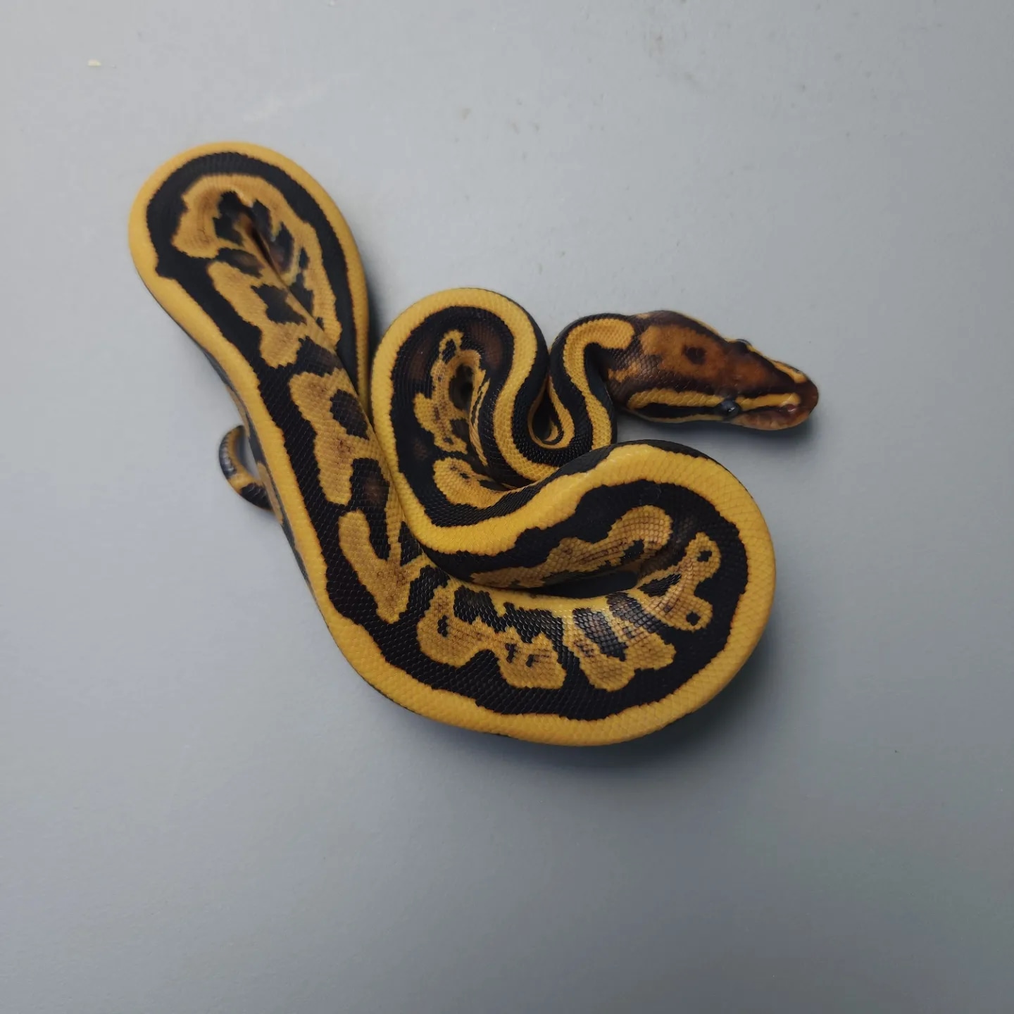 Fire Leopard Het Pied Ball Python by Camel City Reptiles - MorphMarket