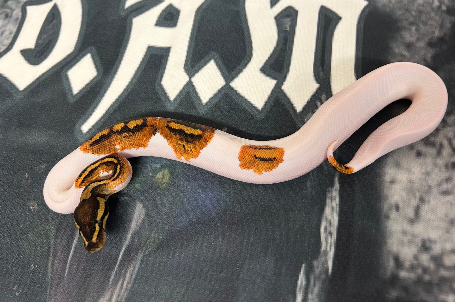 Yellowbelly Pied Ball Python by D.A.M Cave Creations - MorphMarket