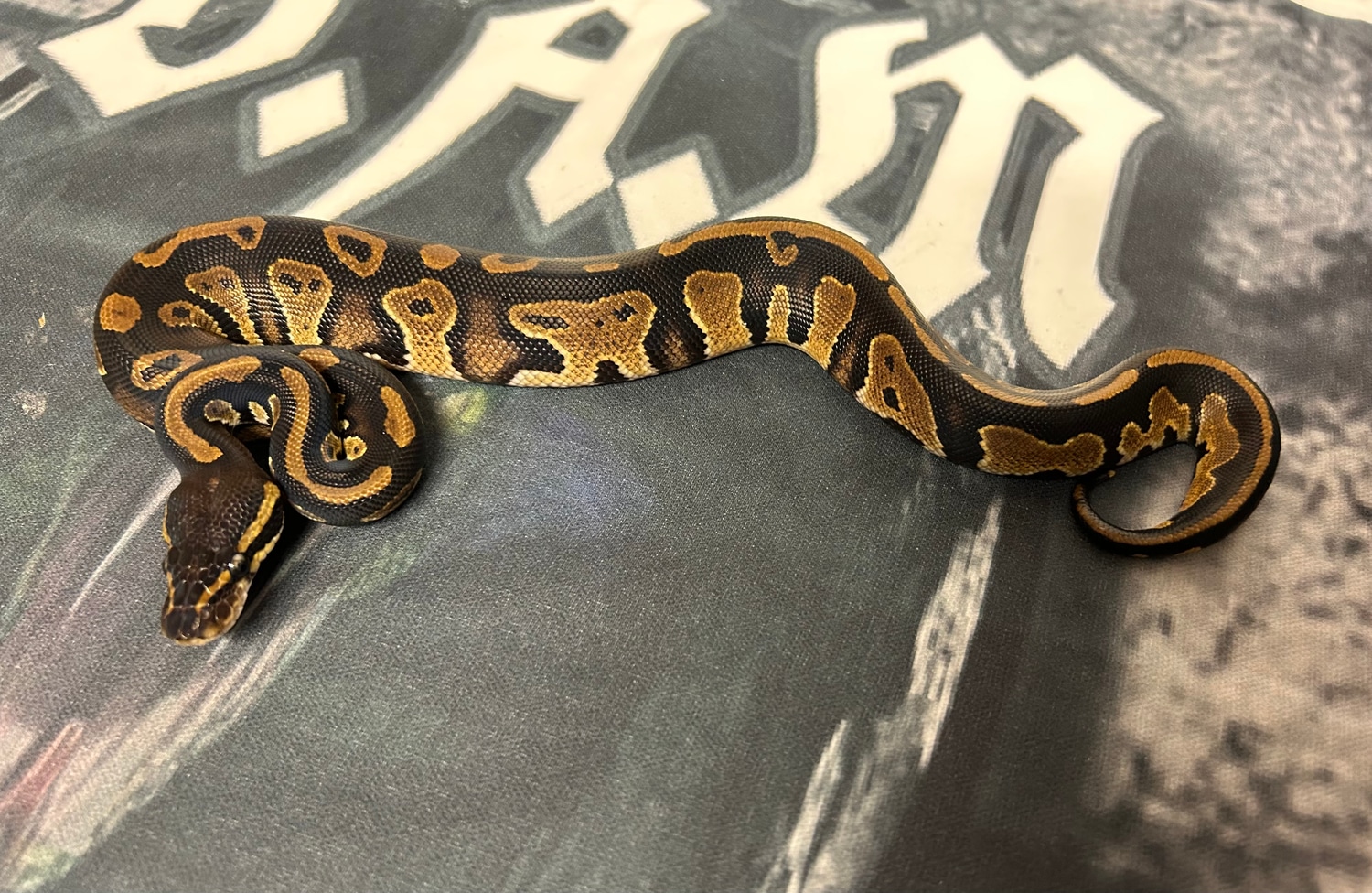 Blackhead Het Pied Ball Python by D.A.M Cave Creations - MorphMarket