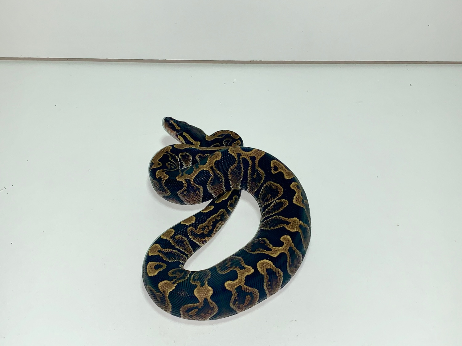 GHI 66% Het Puzzle Ball Python by Warrior Reptilez - MorphMarket