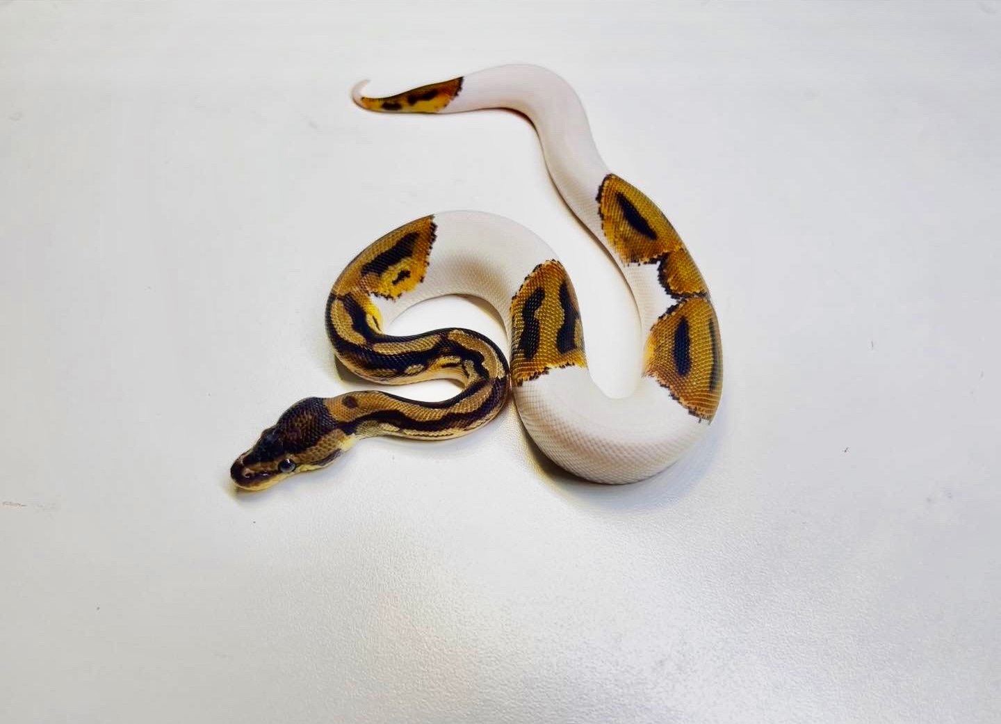 1.0 Puzzle Pied Ball Python by Warrior Reptilez - MorphMarket