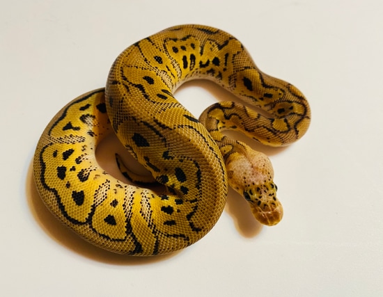 G Ball Python by Warrior Reptilez