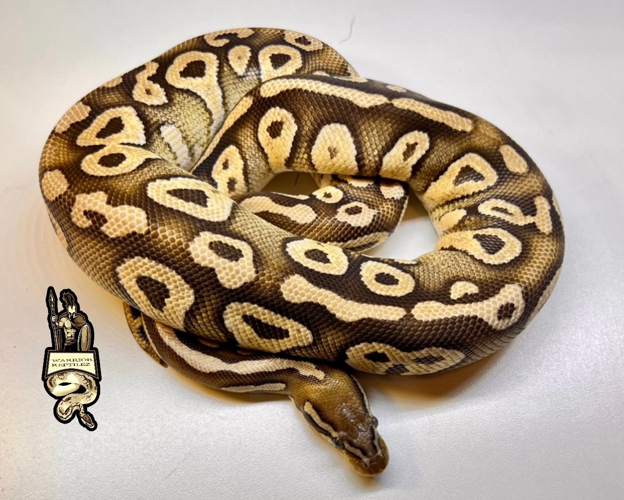 Pastave Het Puzzle Ball Python by Warrior Reptilez - MorphMarket