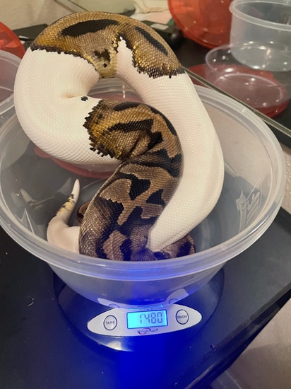 Pie Bald Ball Python by EH Exotic’s