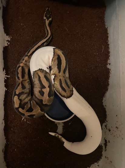 Adult Female Piebald Ball Python by EH Exotic’s
