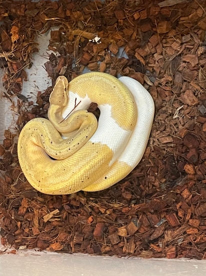 Banana Leopard Piebald Ball Python by EH Exotic’s