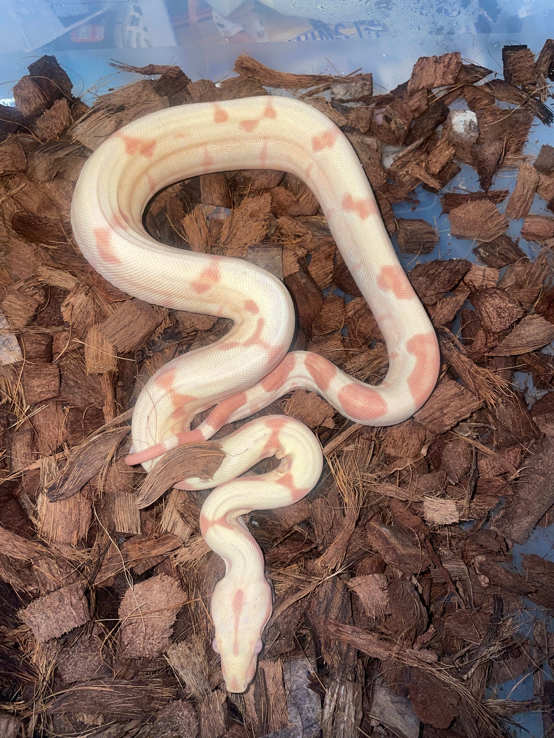 21’ Lipstick Sunglow Poss Super Boa Constrictor by Apex Herpetoculture ...