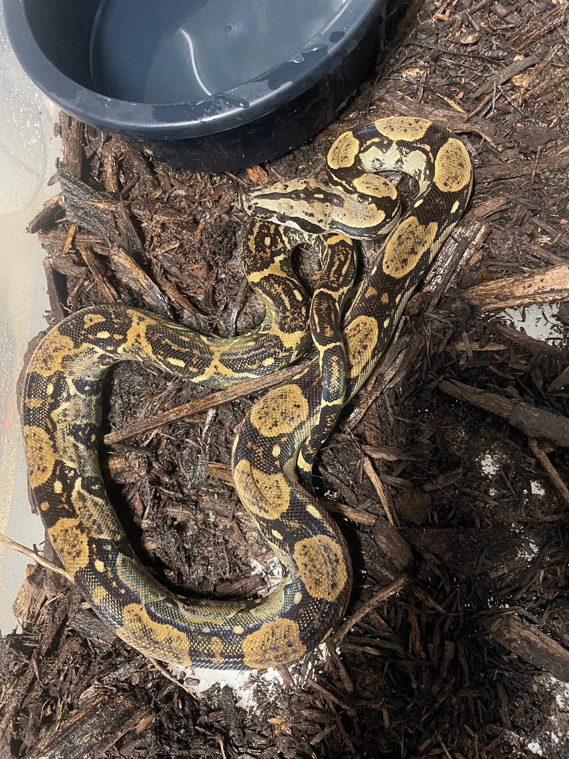 Bassette Line Longicauda Peruvian Long-tailed Boa Constrictor by Apex ...