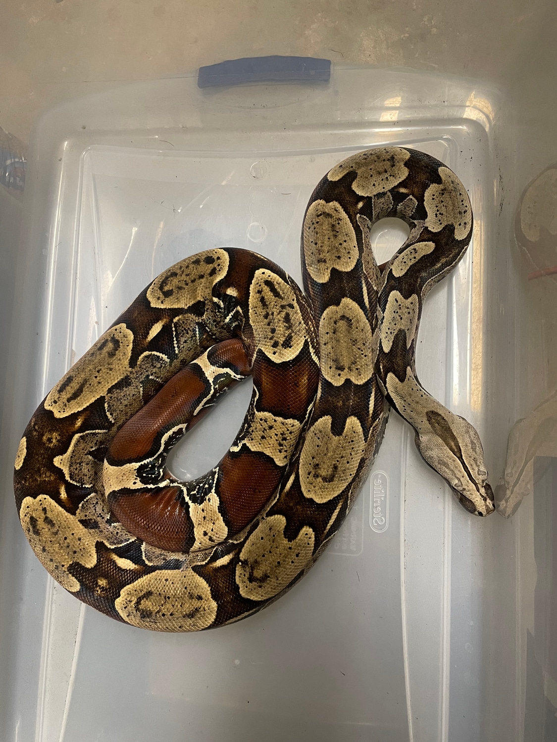 Surinam Boa True Red-tailed Boa Constrictor by Apex Herpetoculture ...