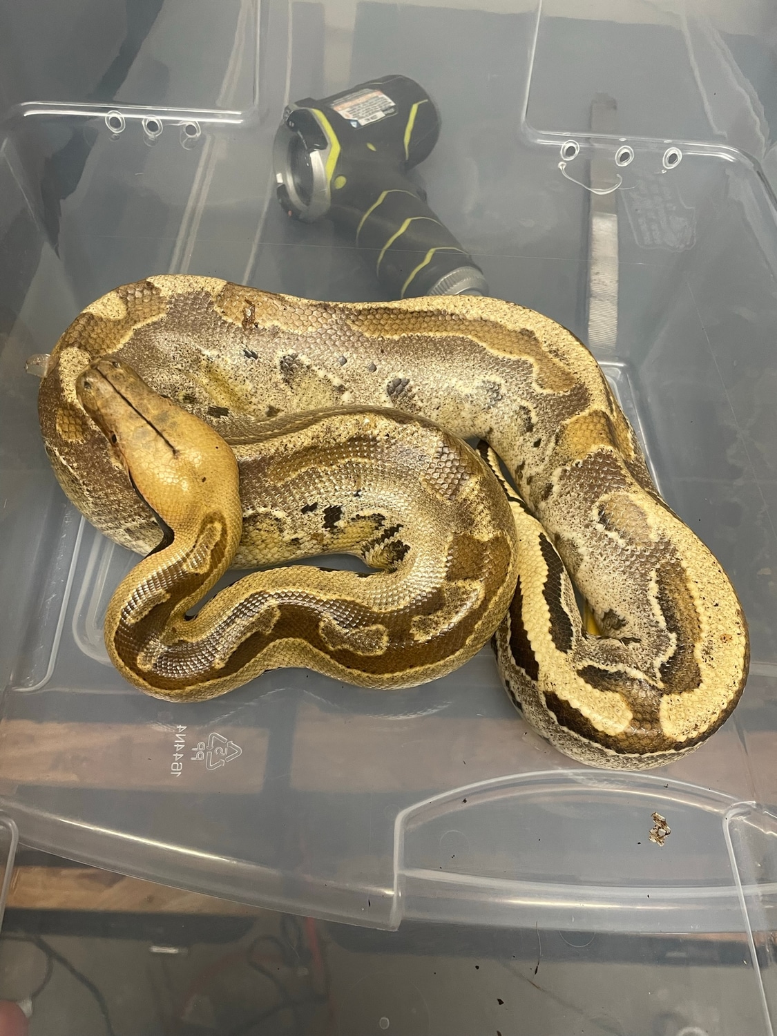 Pet Only Borneo Short-tailed Python by Apex Herpetoculture - MorphMarket